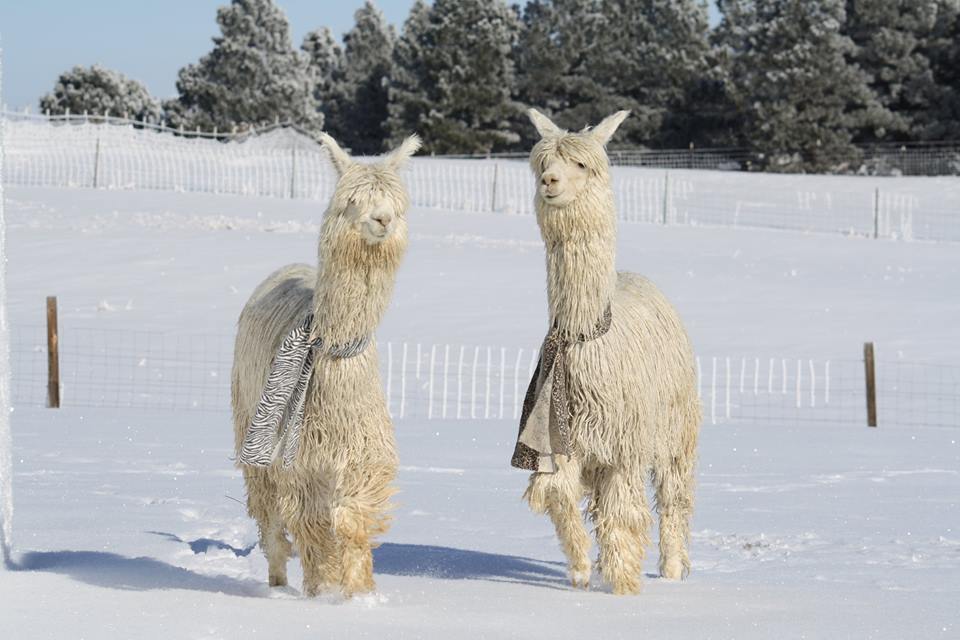 Goldyn Rae Alpaca Art